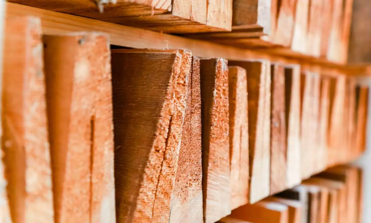 Wood selection and its effects on violins